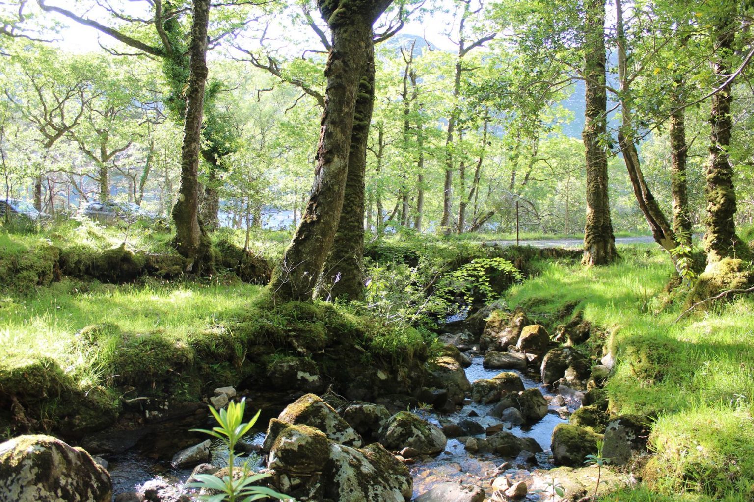 Projects – Woodlands of Ireland