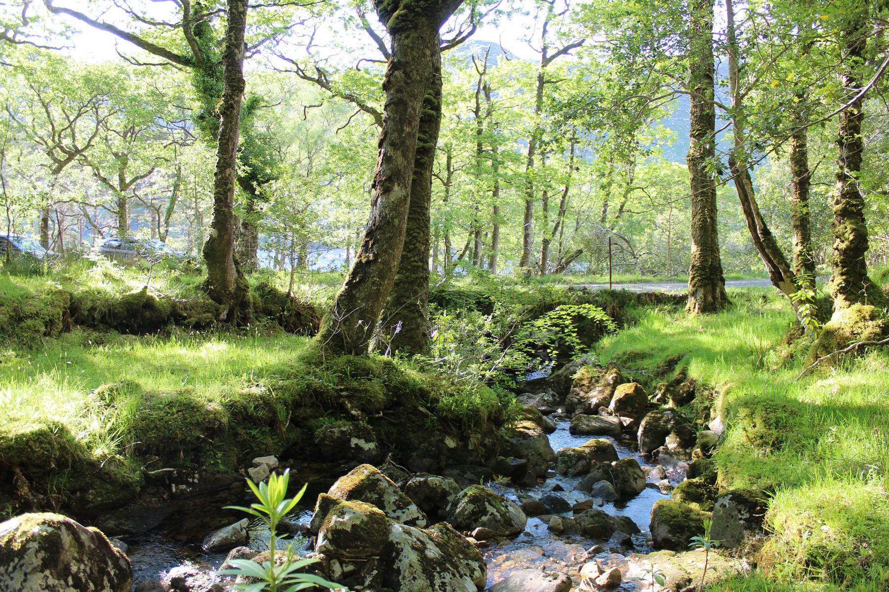 Projects – Woodlands of Ireland