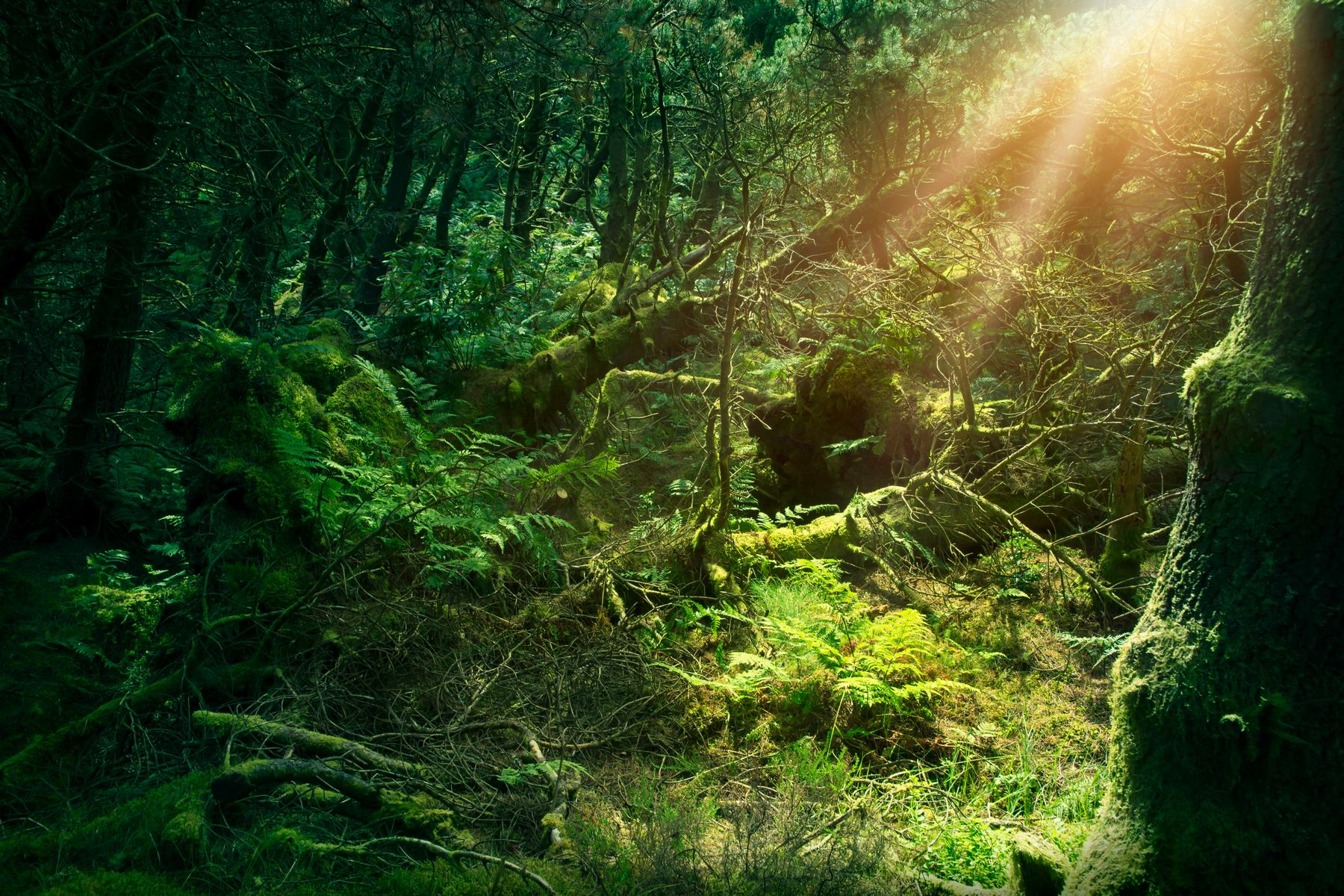 Projects – Woodlands of Ireland